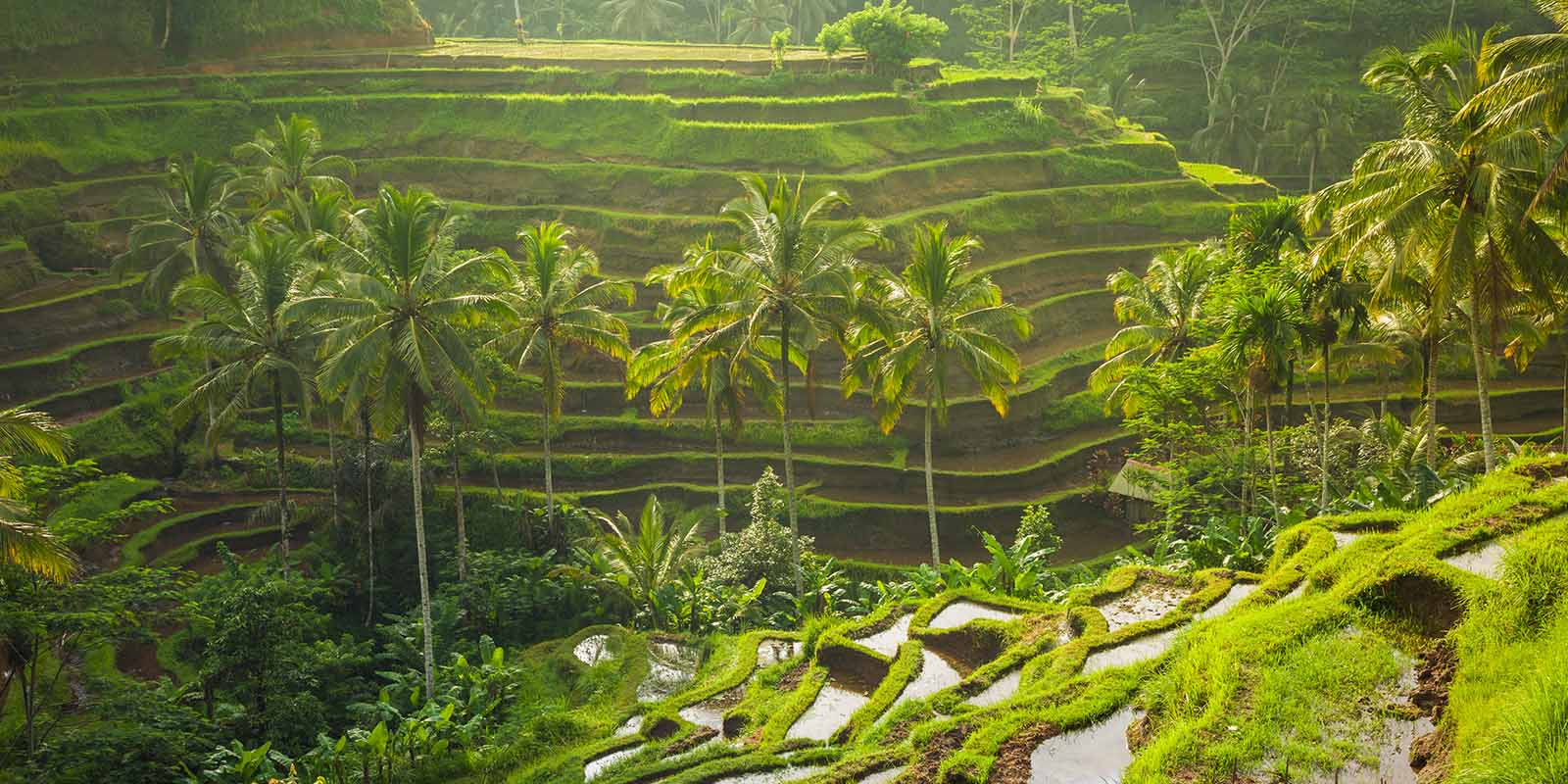 Culturile de Orez din Bali