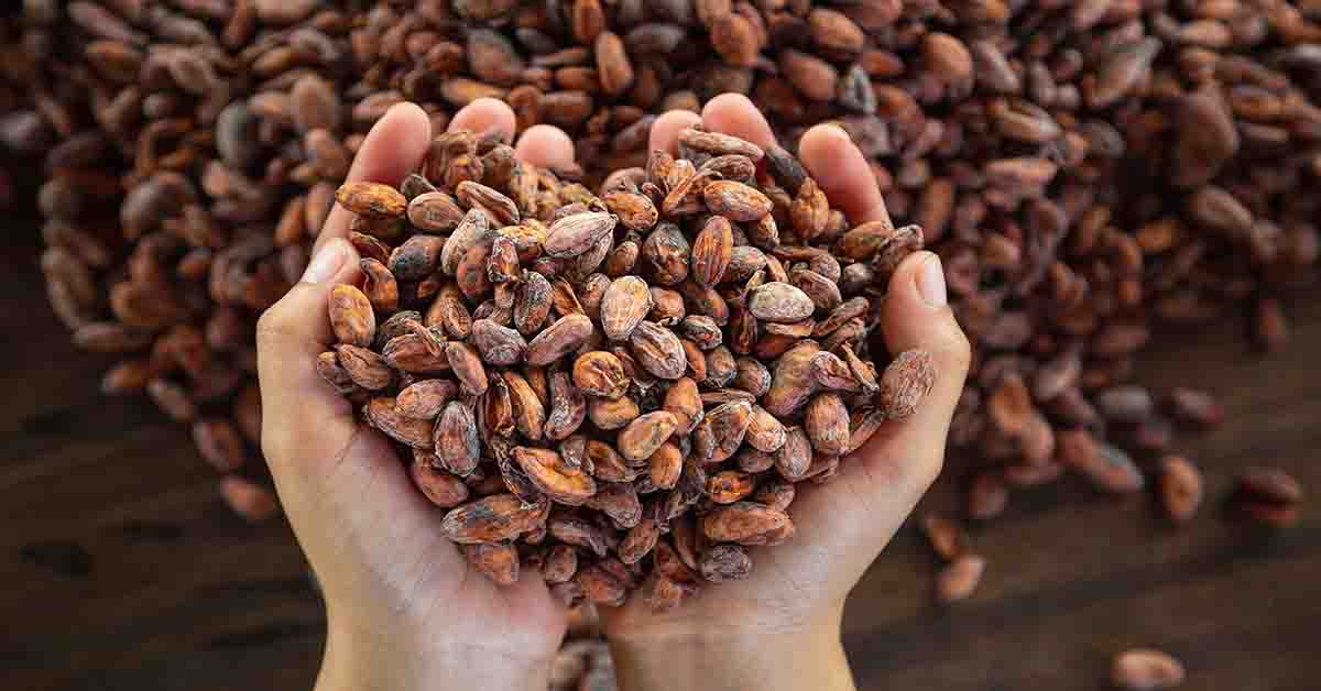 Cacao – proprietăți și beneficii. Tot ce trebuie sa stii.