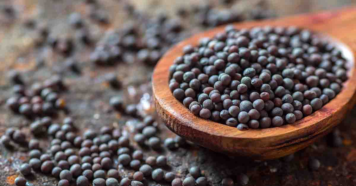 Muştar negru ( Brassica nigra ) descriere, utilizare si proprietati