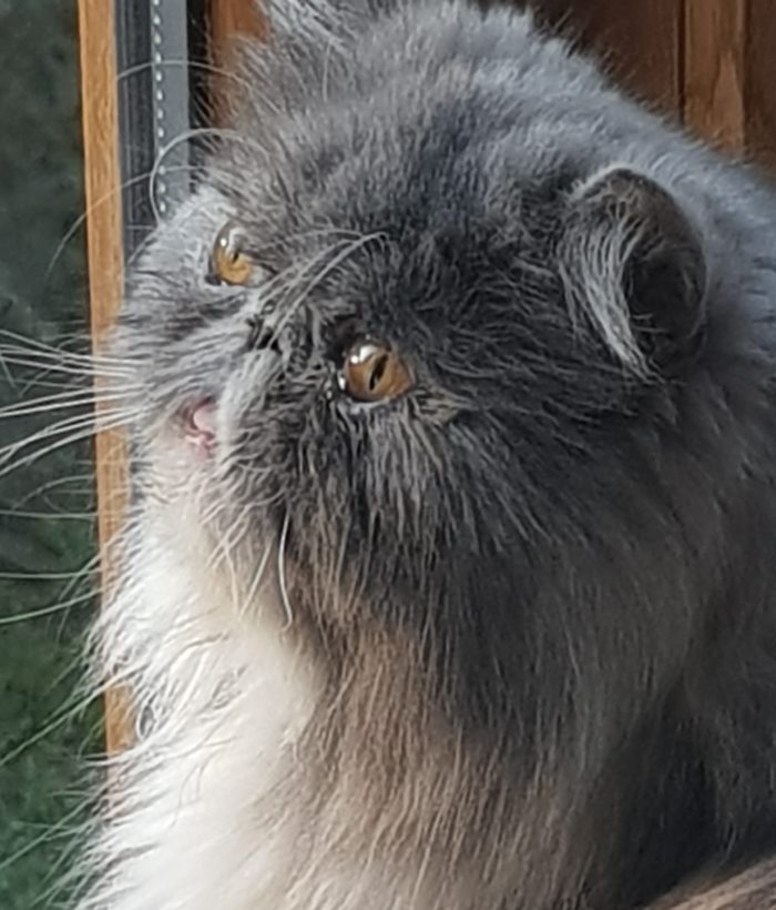 Pet Shop :: Pisici - Top Ingrediente